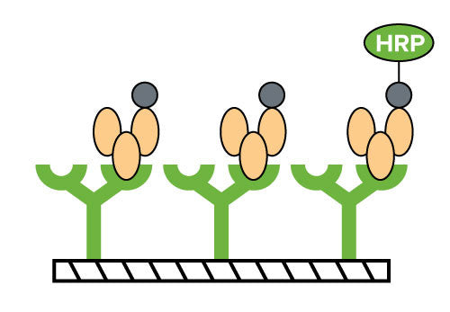 CatchPoint™ cAMP FLUORESCENT ASSAY KIT – Molecular Devices Online Store