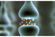 Neurotransmitter Transporter Uptake Assay Kit – Molecular Devices ...